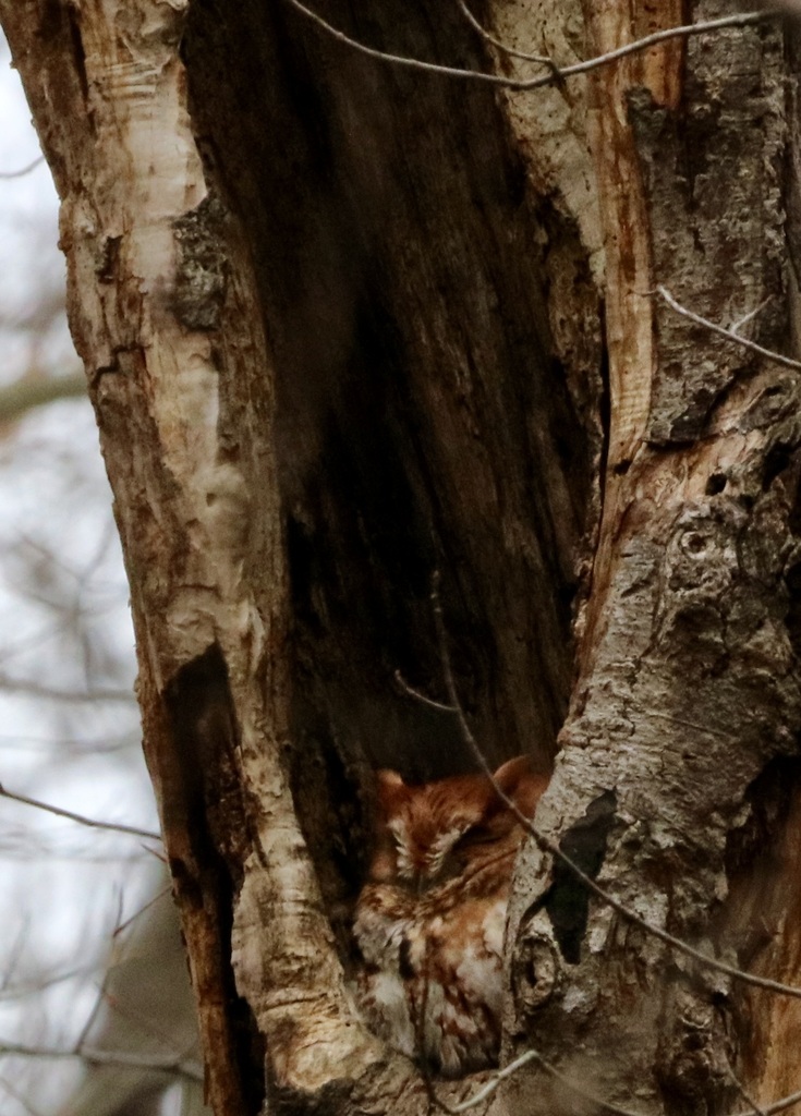 Eastern Screech-Owl from Blockhouse Point Conservation Park on January ...