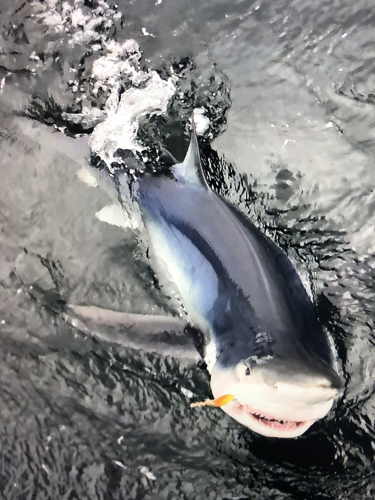 Blue Shark from North Pacific Ocean, AK, US on August 30, 2022 at 07:37 ...
