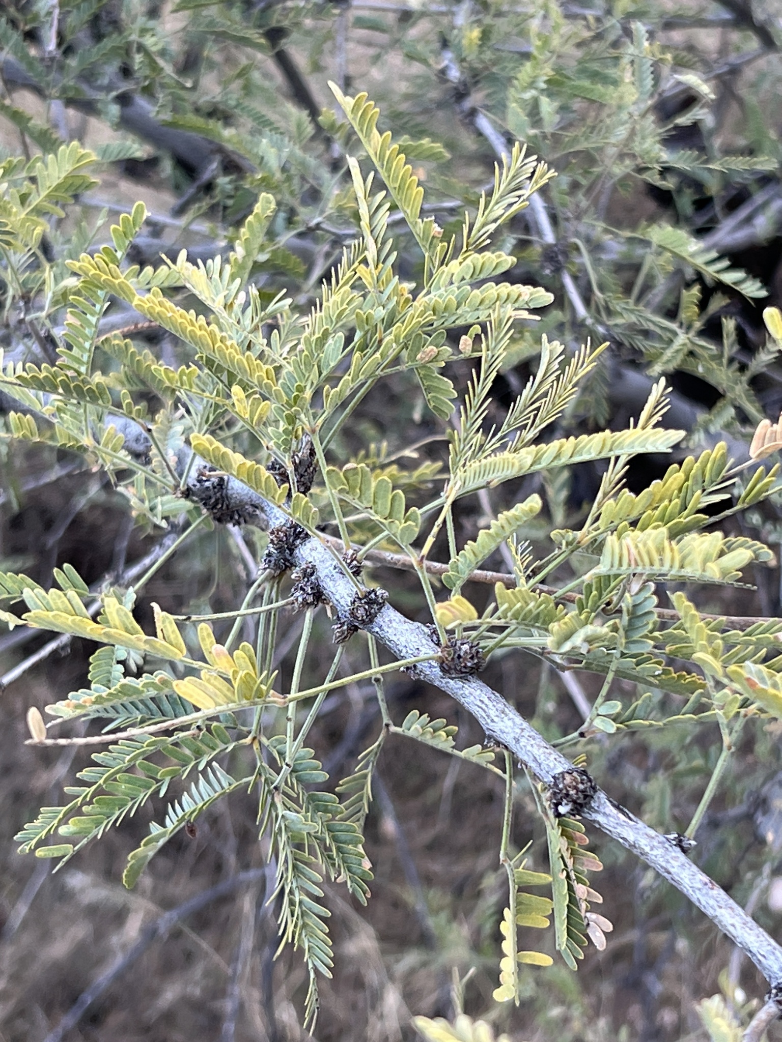 Prosopis L.