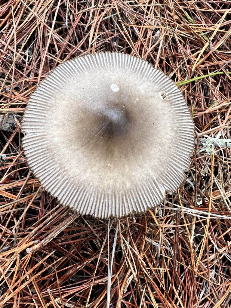 Western Grisette from San Mateo County, CA, USA on January 2, 2023 at ...