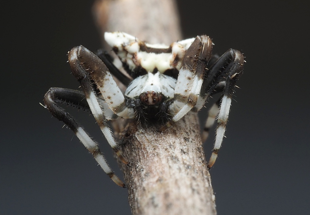 Bird-dropping Spiders from Kaeo, New Zealand on December 23, 2022 at 04 ...