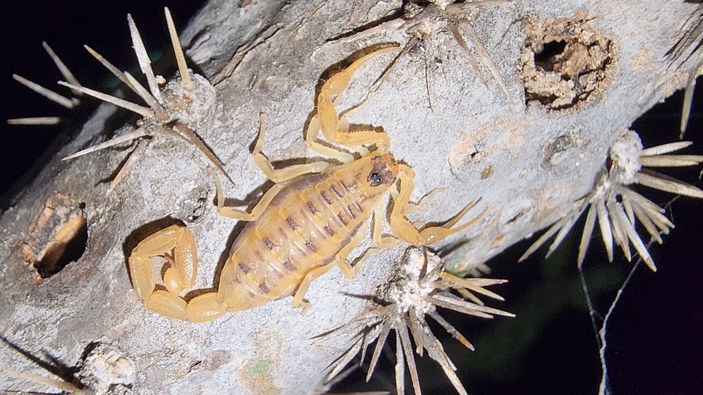 Baja California Bark Scorpion from La Paz, BCS, Mexico on November 26 ...