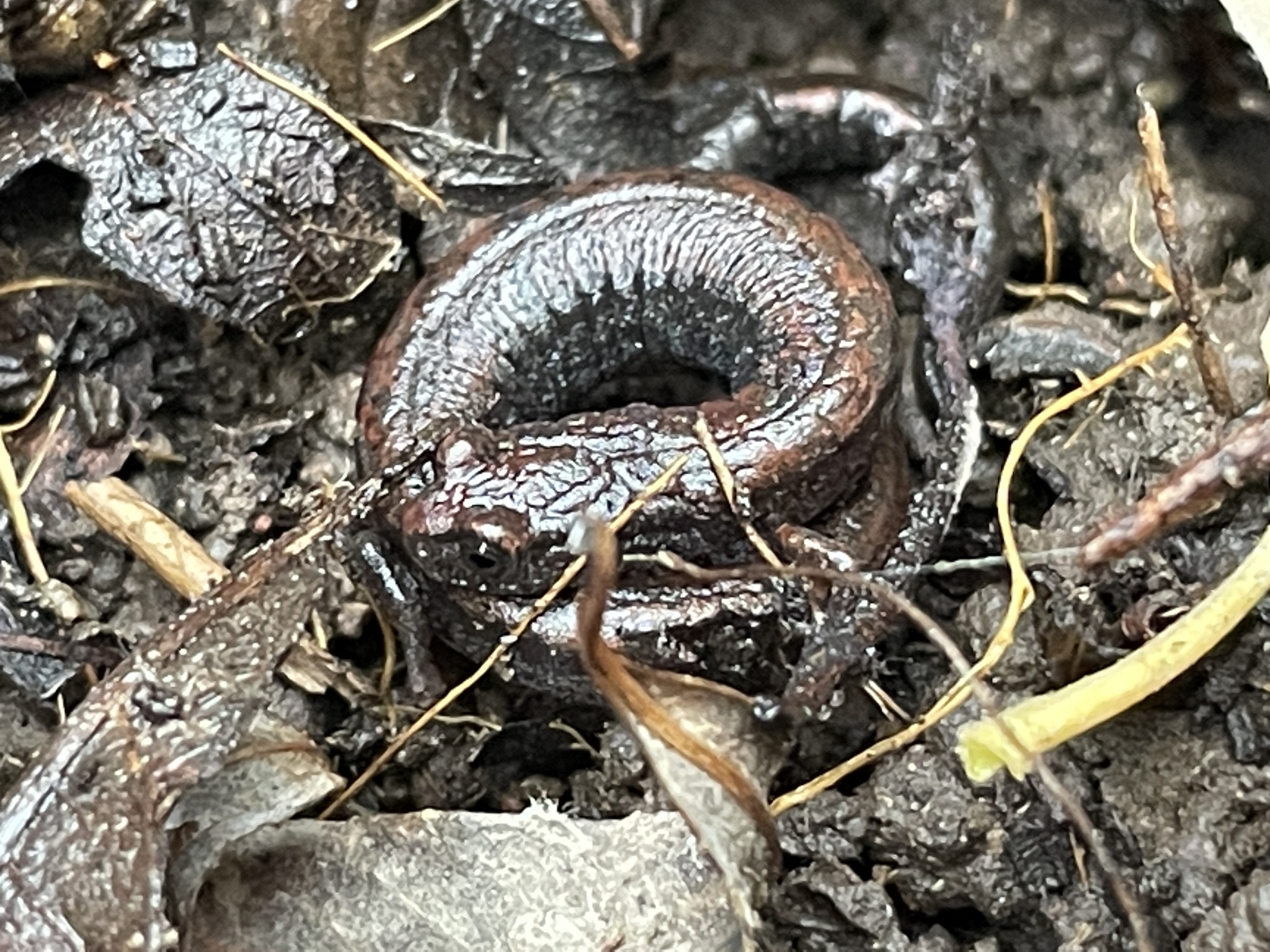 Batrachoseps nigriventris Cope, 1869