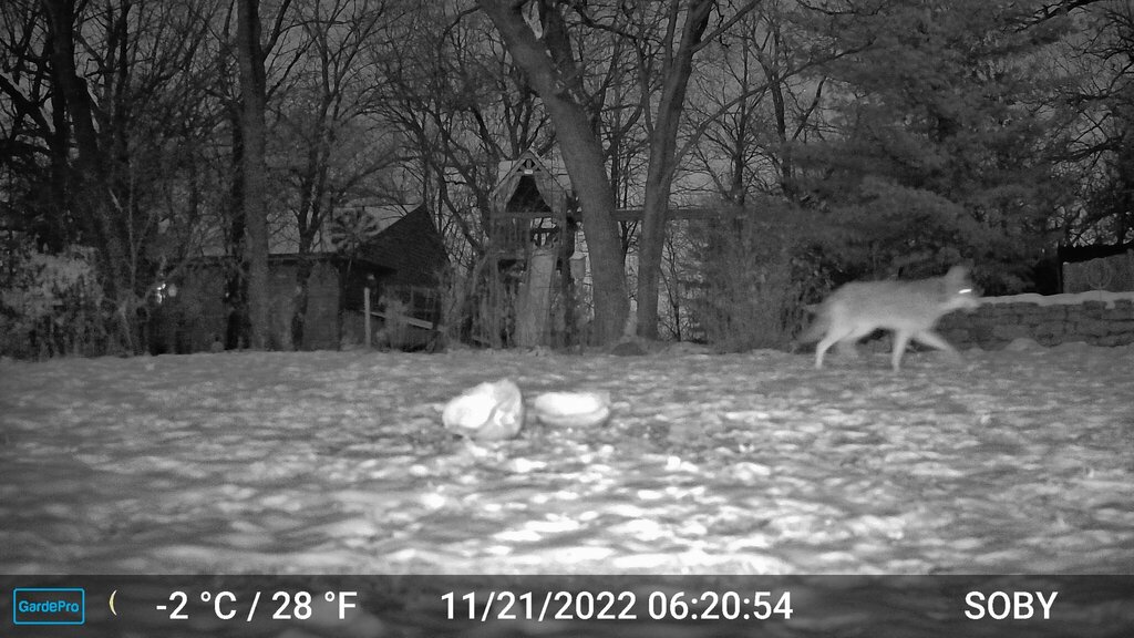 Coyote from 830 Pebble Beach Dr. Madison WI 53717 on November 21, 2022 ...