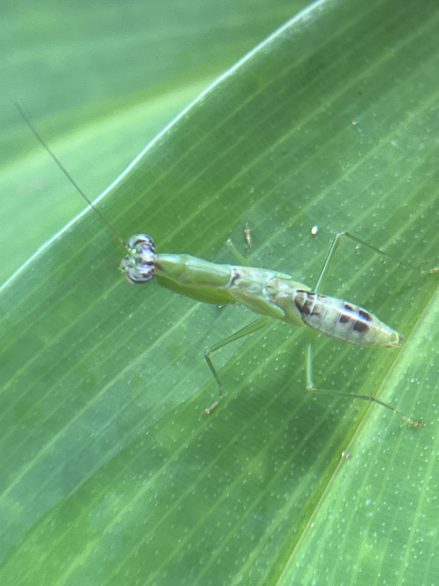 Mantodea