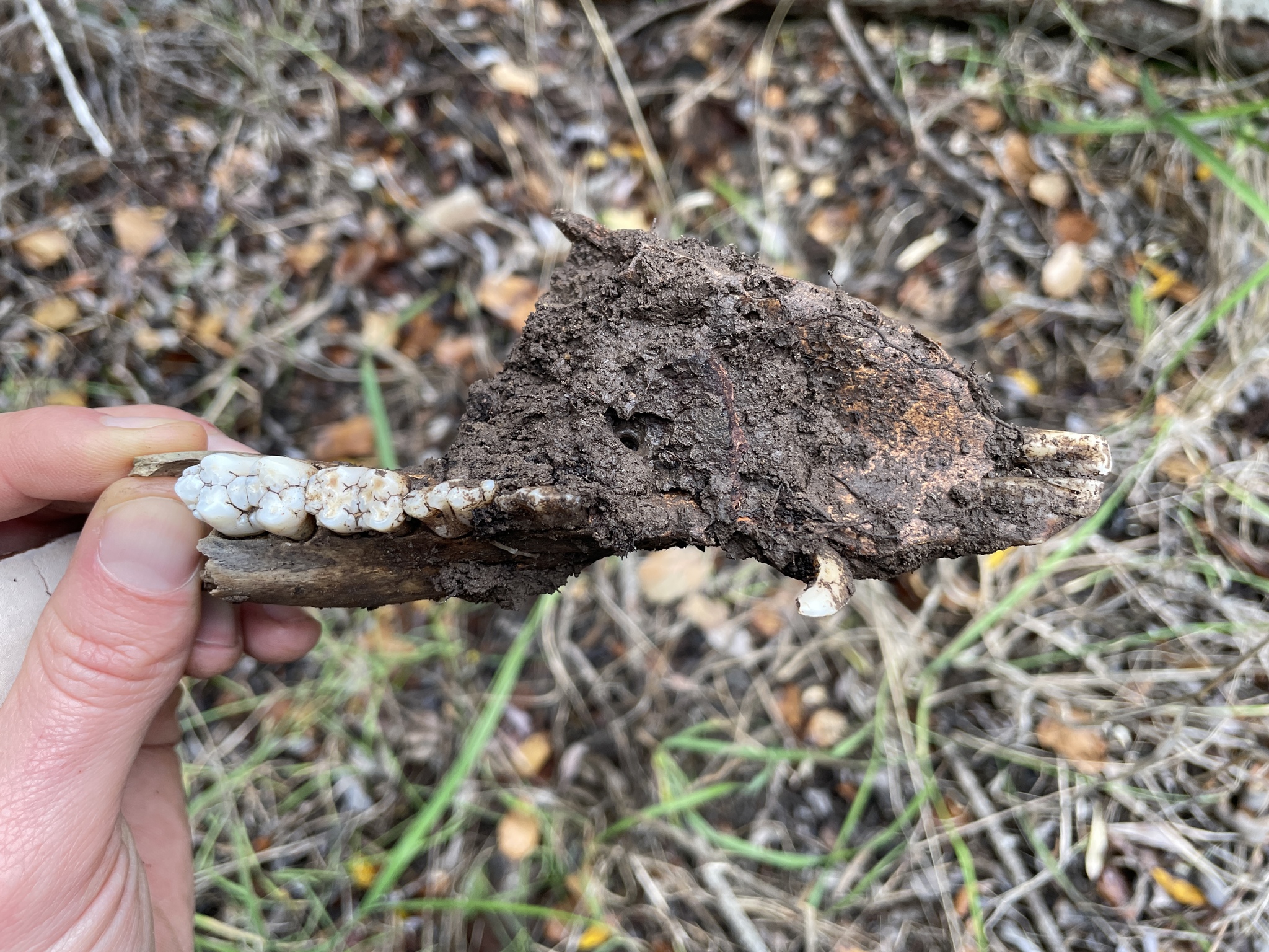 Sus scrofa Linnaeus, 1758