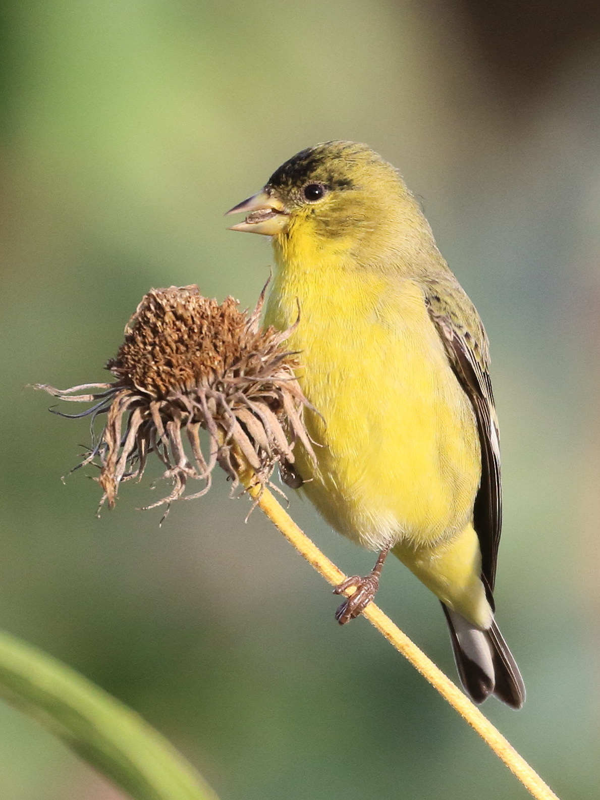 Spinus psaltria (Say, 1822)