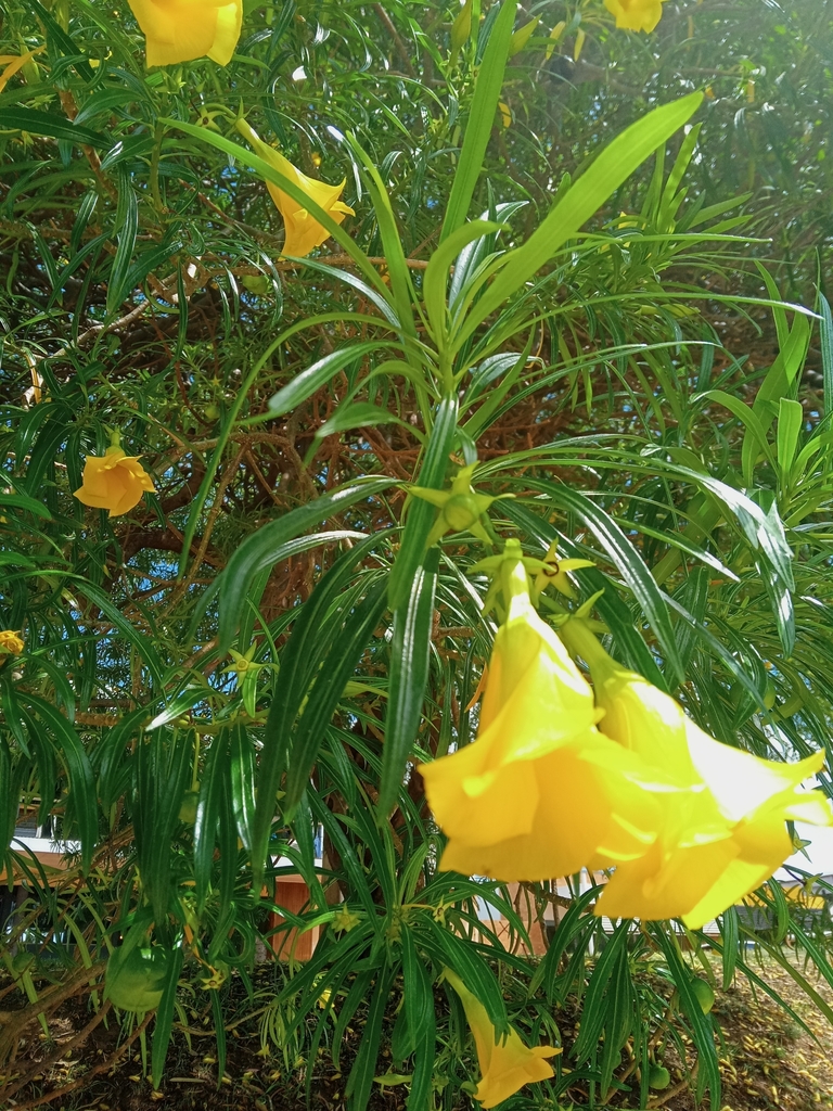 Be-still tree from St George QLD 4487, Australia on January 03, 2023 at ...
