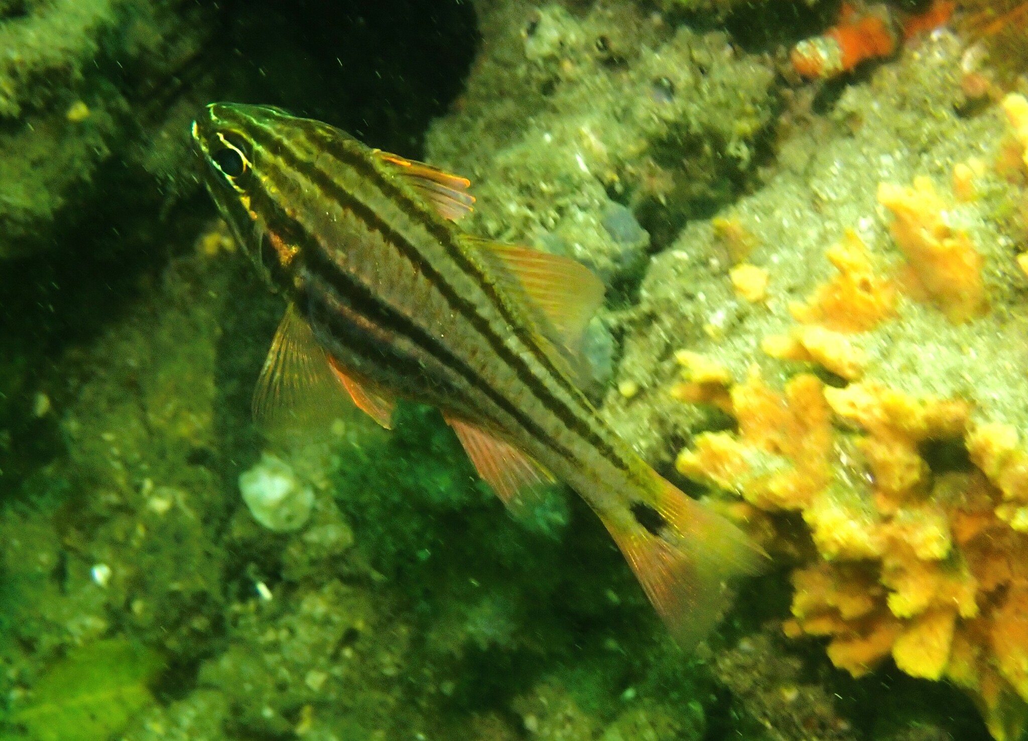 Apogonidae