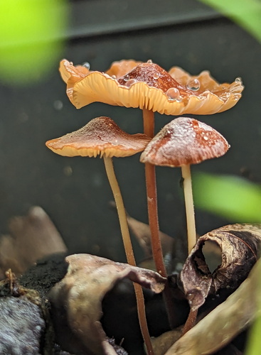 Marasmius australotrichotus · iNaturalist