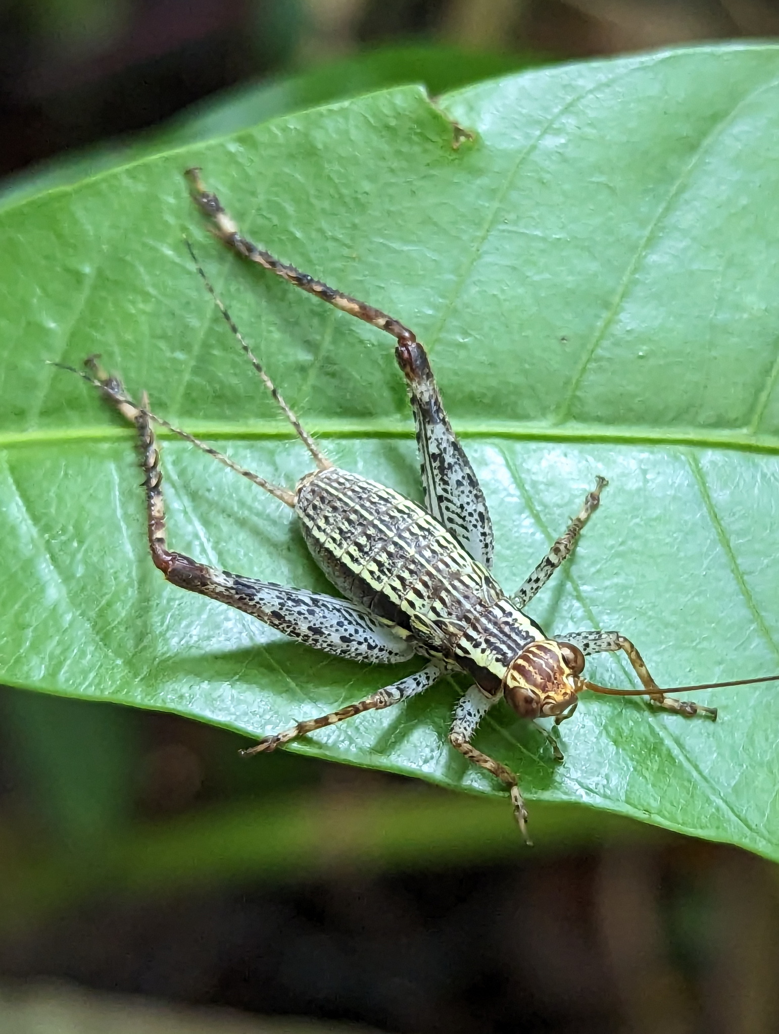 Gryllidae