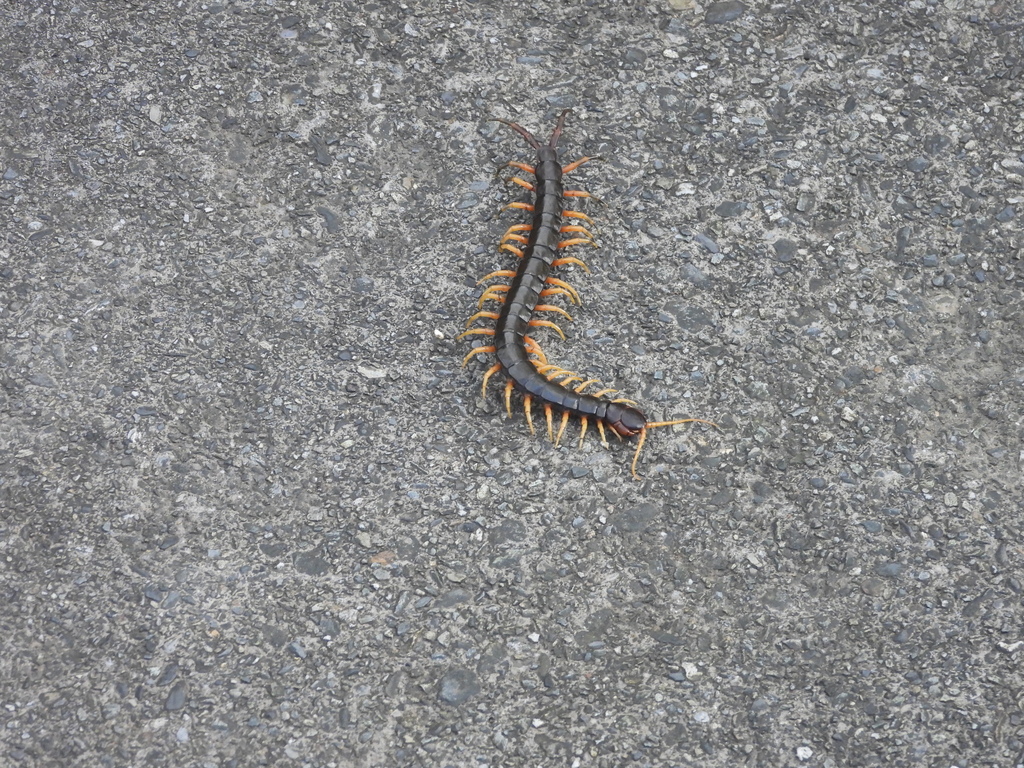 Chinese Red-headed Centipede from 台灣屏東縣 on November 5, 2022 at 03:03 PM ...
