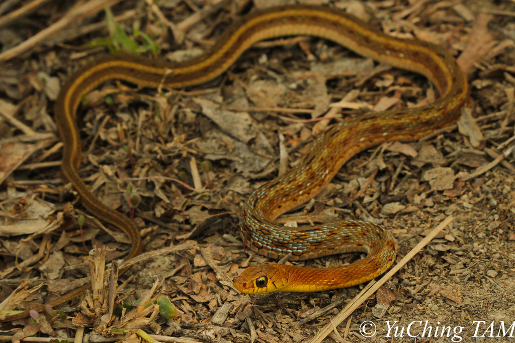 Buff Striped Keelback from Hong Kong on April 24, 2015 by Yu Ching Tam ...