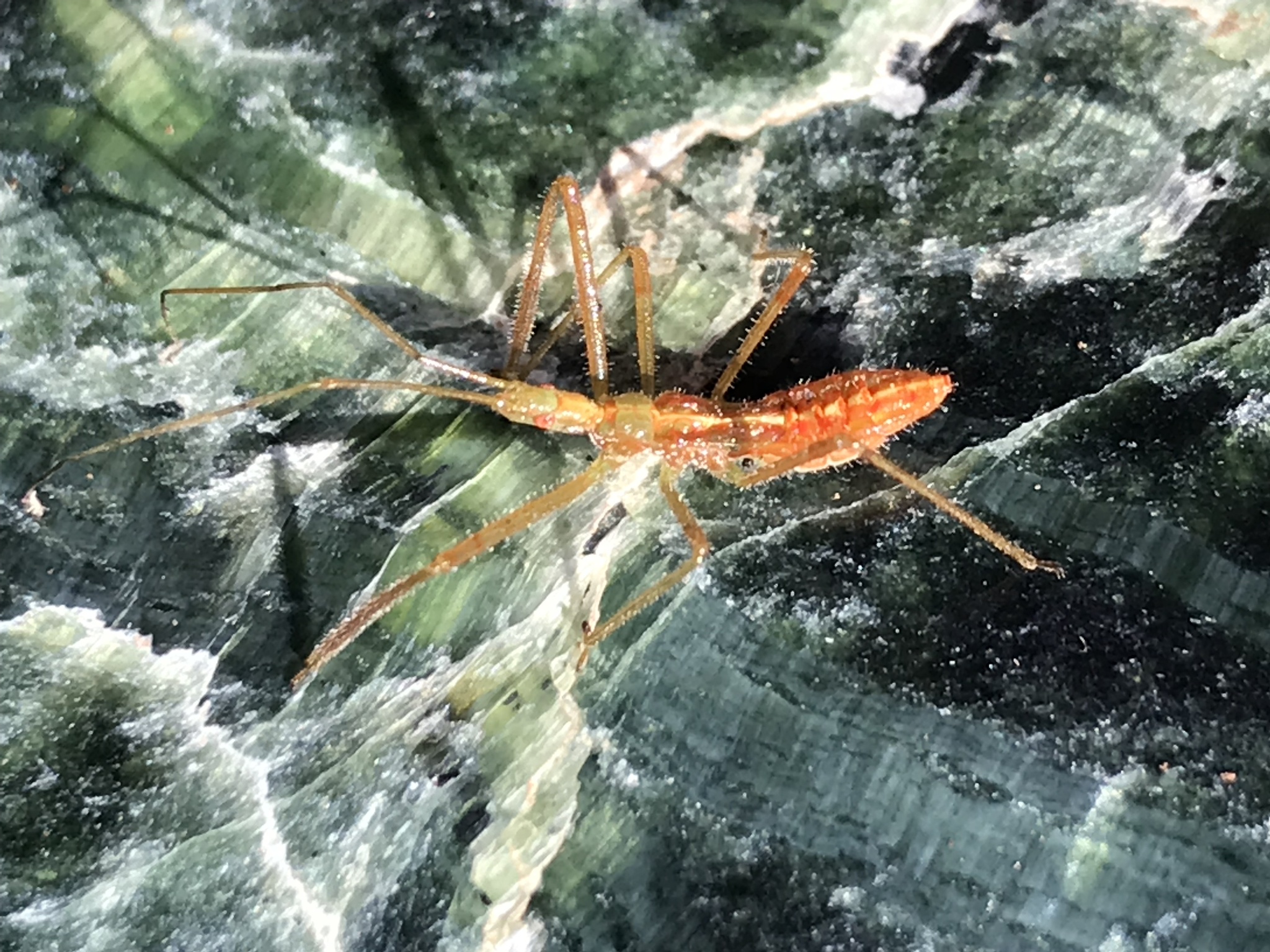 Reduviidae