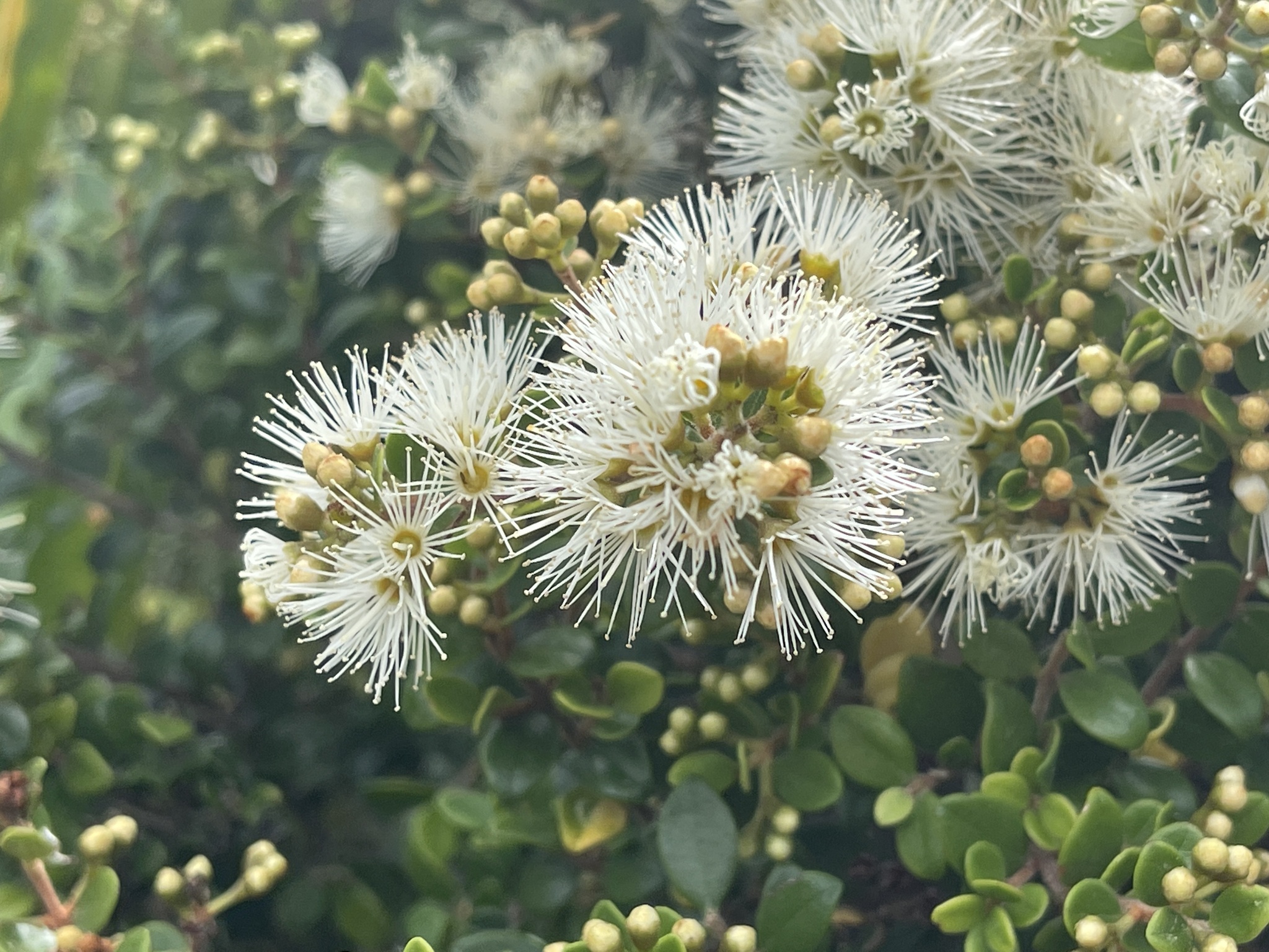 Metrosideros Banks ex Gaertn.