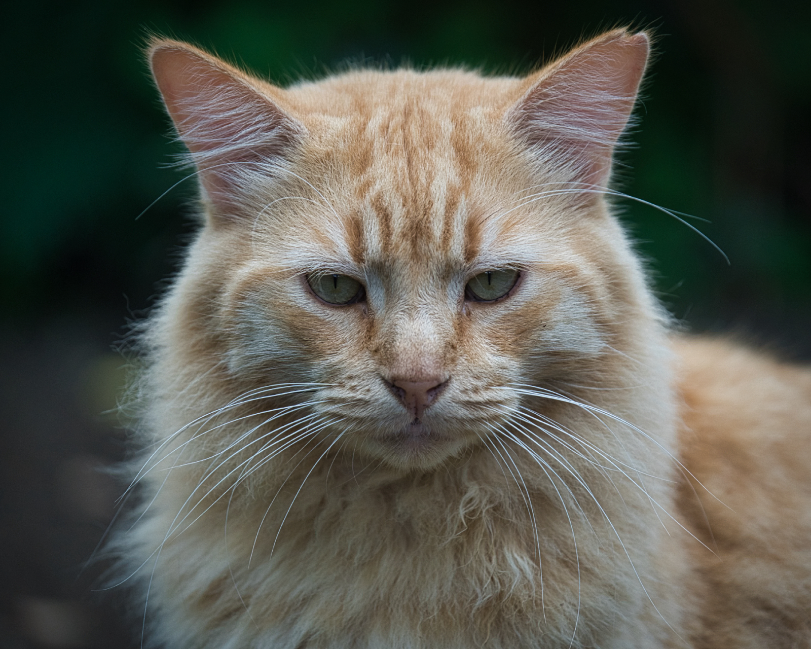 Felis catus Linnaeus, 1758