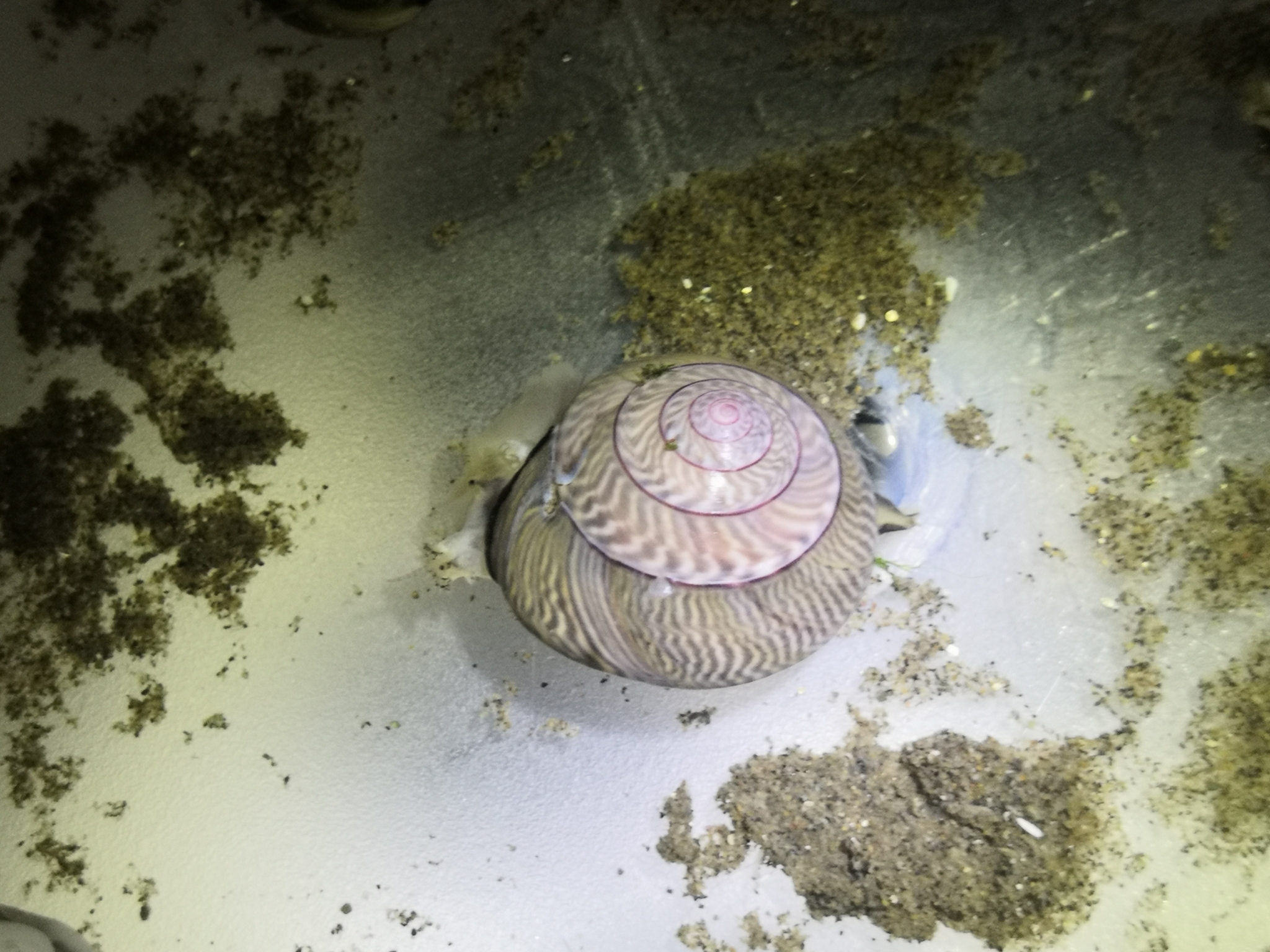 Umbonium thomasi (Crosse, 1863)