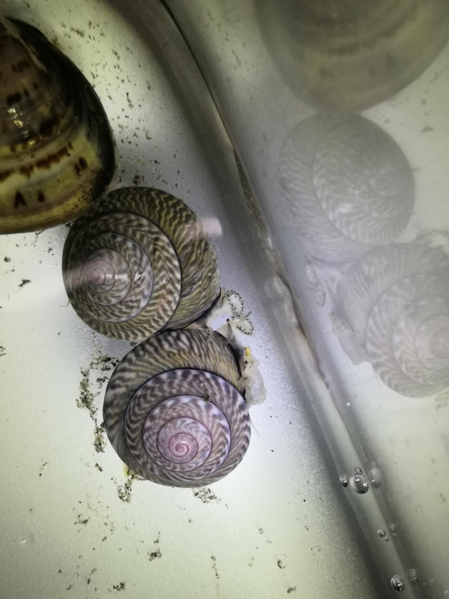 Umbonium thomasi (Crosse, 1863)