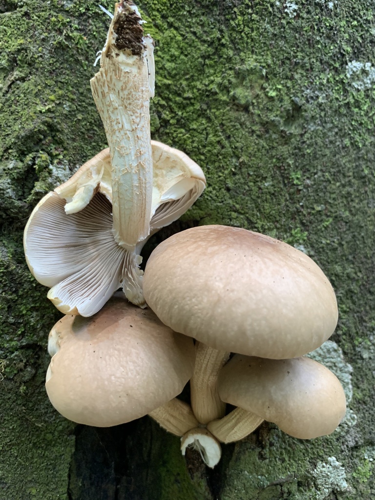 Cyclocybe parasitica from Te Ika-a-Māui/North Island, Aokautere ...