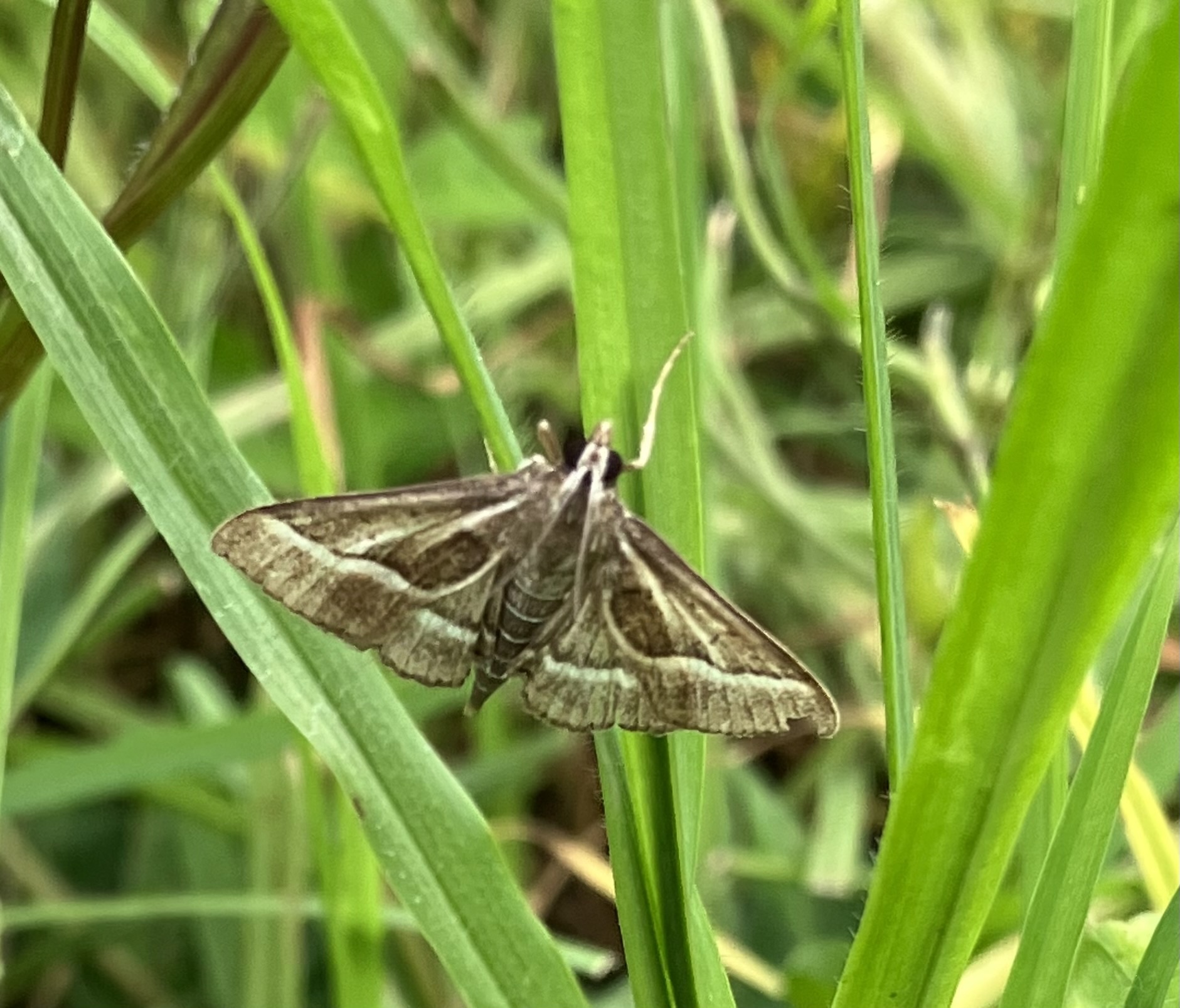 Omiodes continuatalis Wallengren, 1860