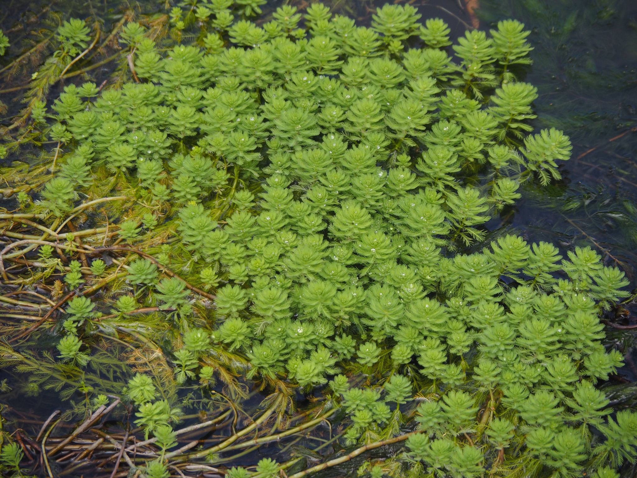 Myriophyllum aquaticum (Vell.) Verdc.