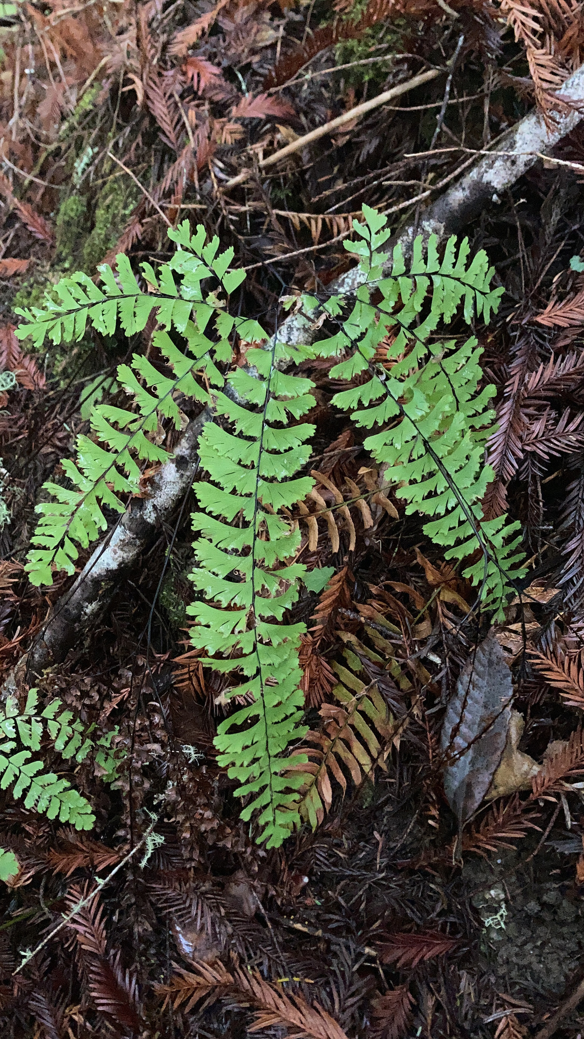 Adiantum L.