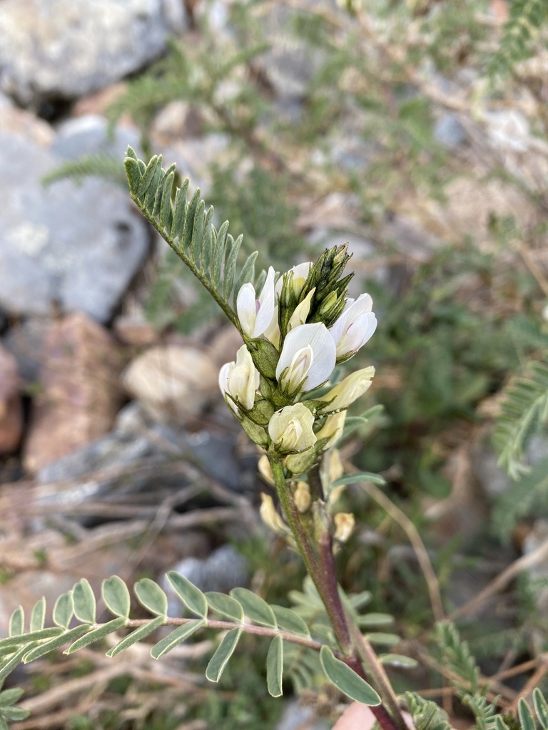 Astragalus garbancillo from Cuzco, PE on November 10, 2022 at 03:45 PM ...