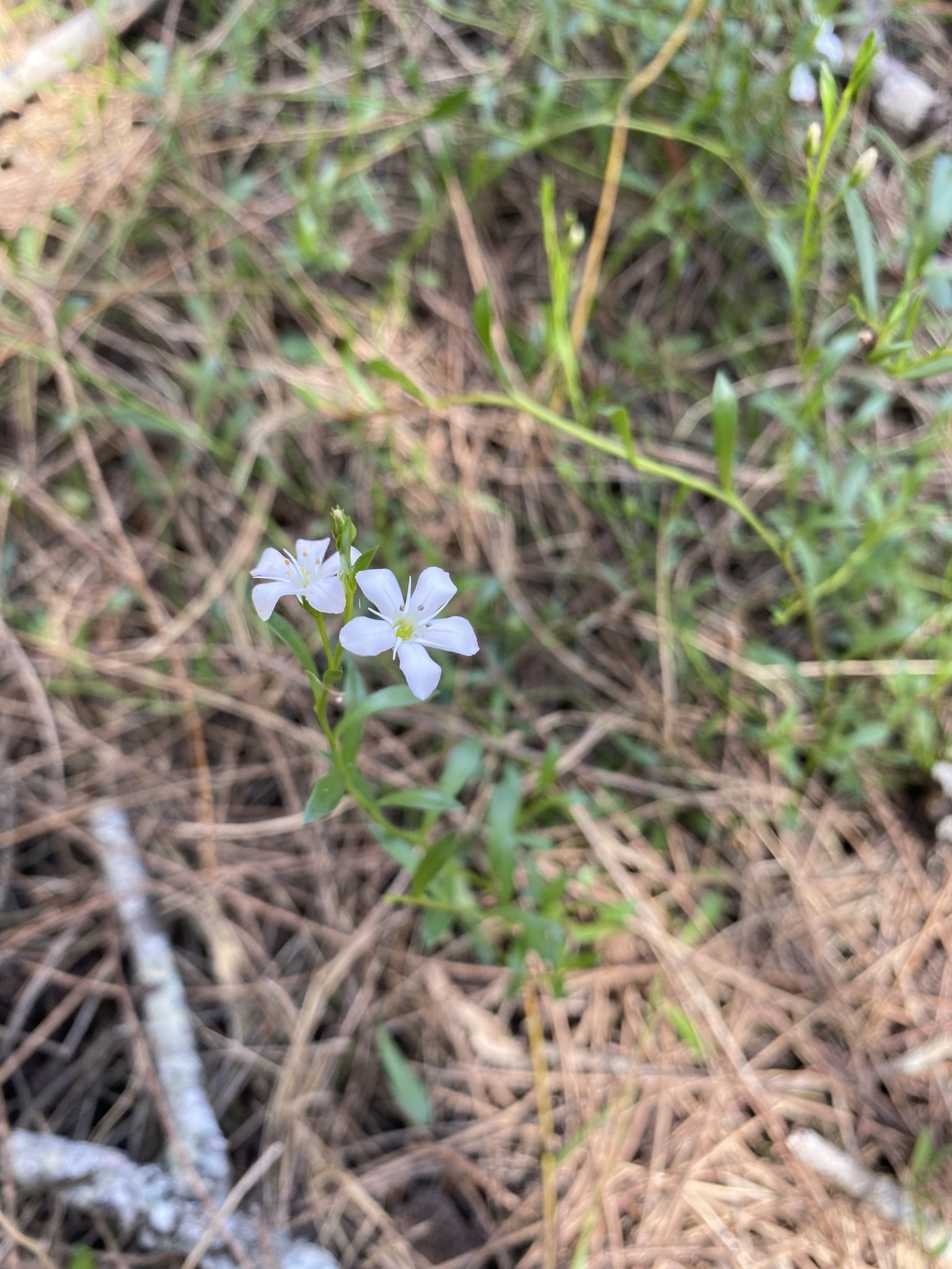 Samolus repens (J.R. & G.Forst.) Pers.