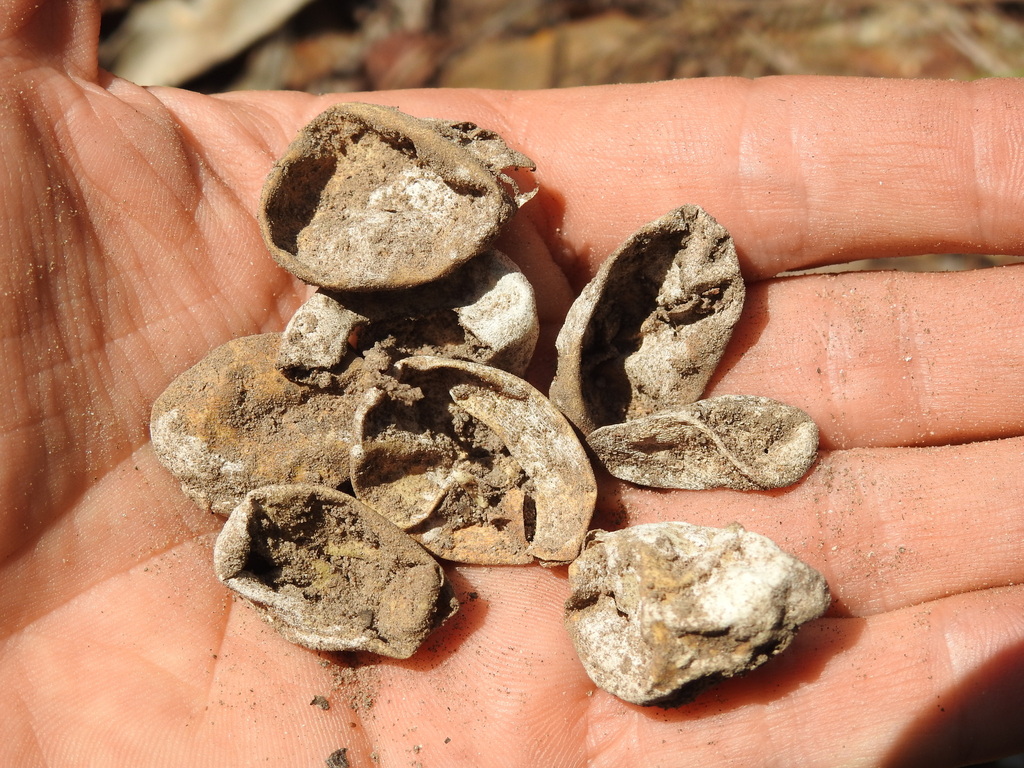 Monitor Lizards from Talegalla Weir QLD 4650, Australia on January 03 ...