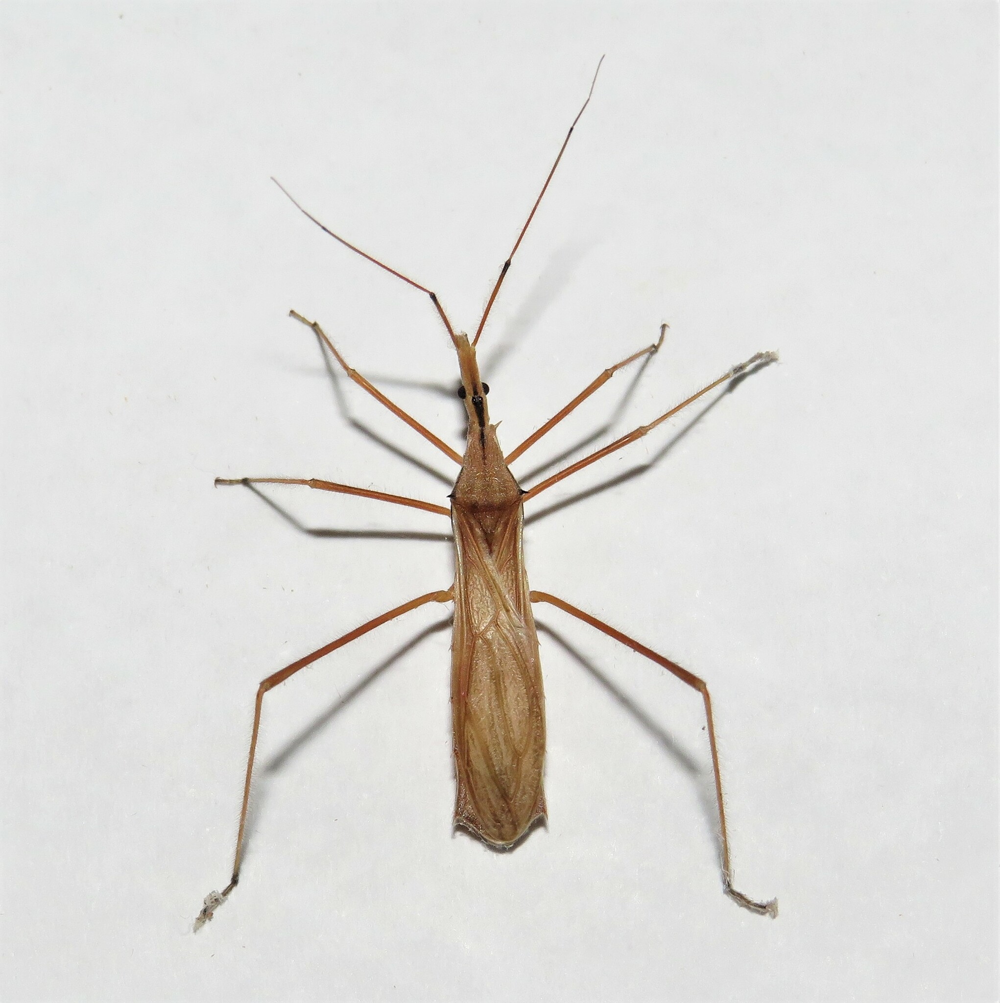 Reduviidae