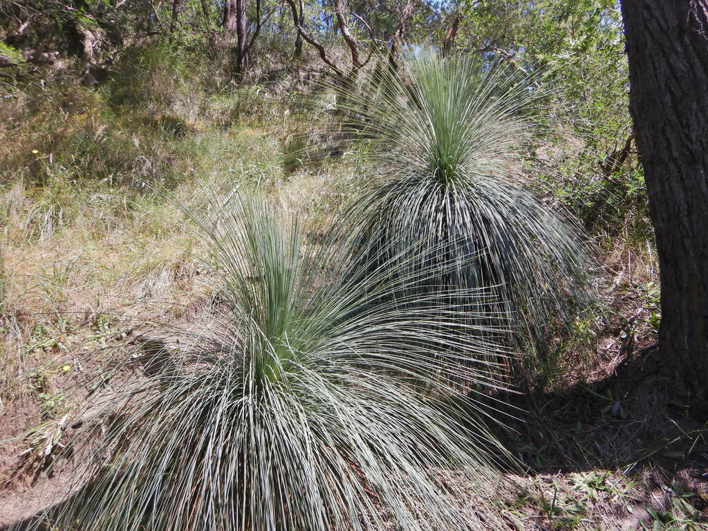 Austral Grass-tree from Deep Creek Flora Reserve Torquay VIC 3228 ...
