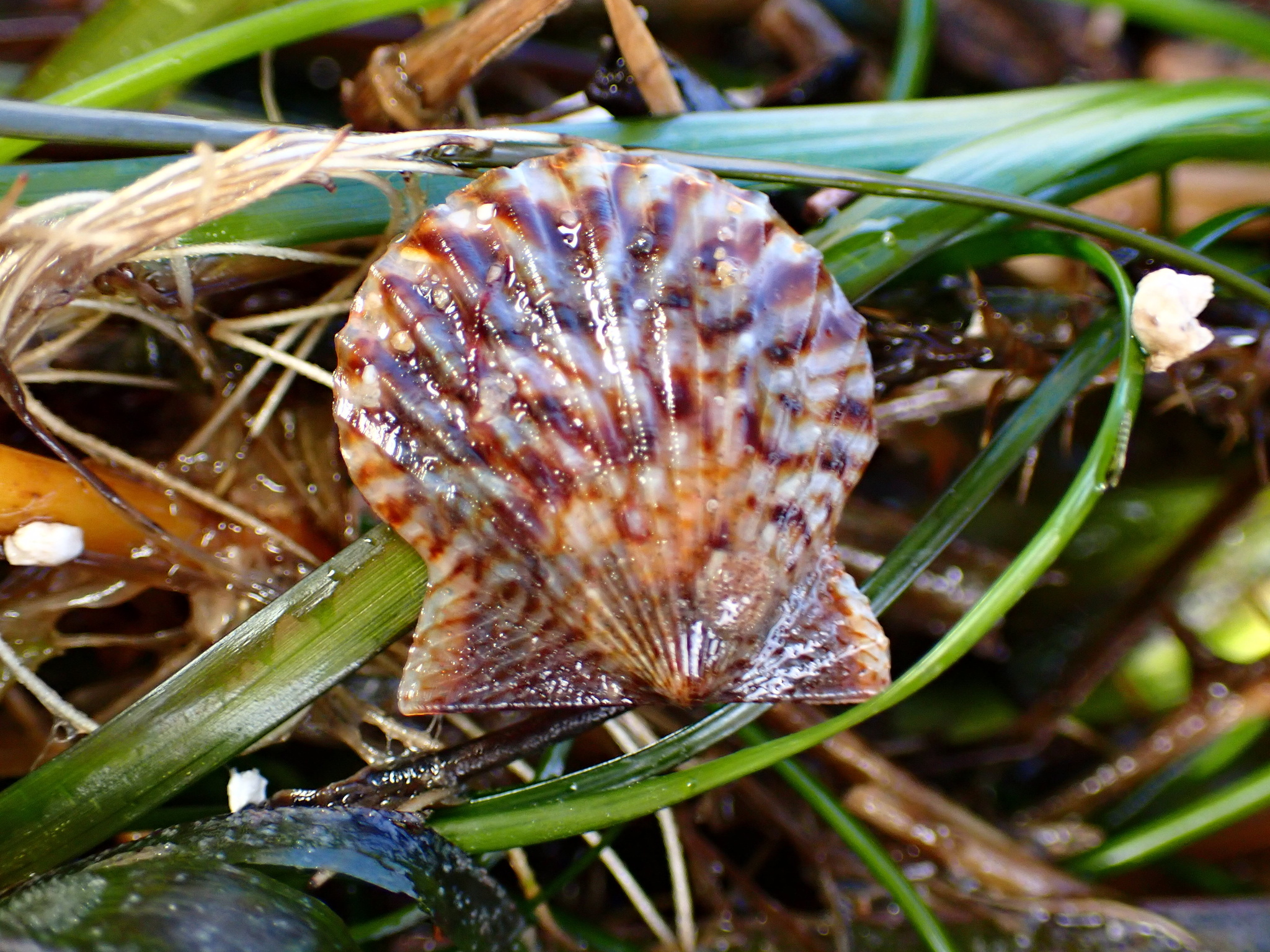 Leptopecten latiauratus (Conrad, 1837)
