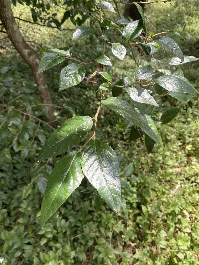 whalebone tree from Yatte Yattah, NSW, AU on January 3, 2023 at 02:25 ...