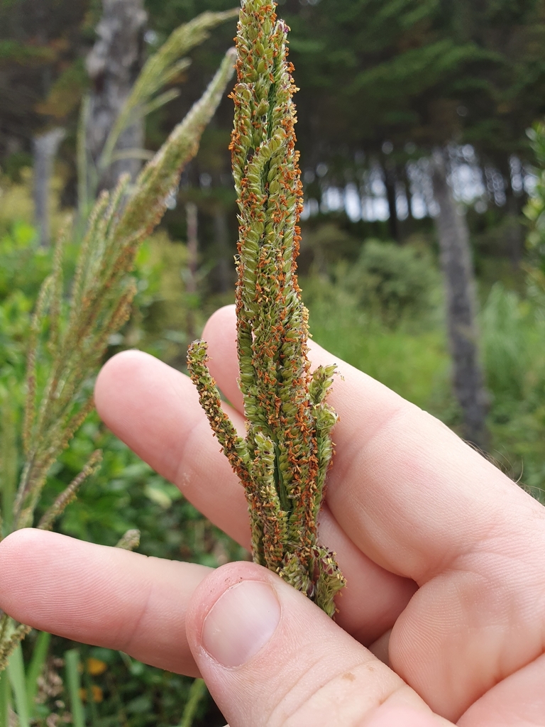 Vasey Grass from Opito Bay 3592, New Zealand on January 03, 2023 at 10: ...