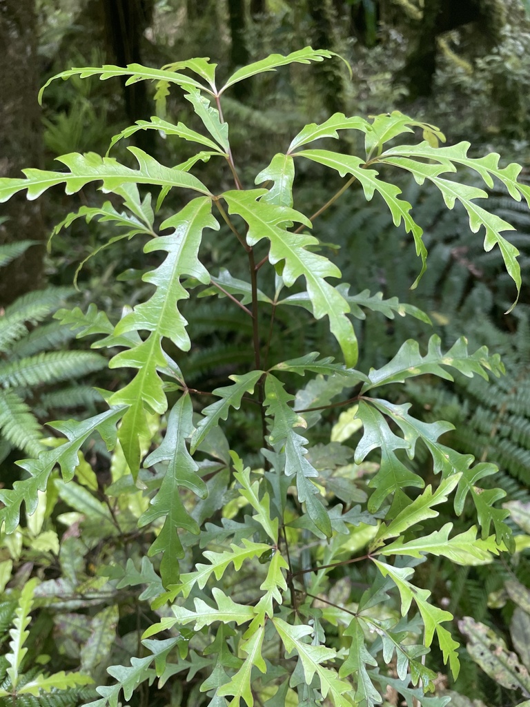 Raukawa from Pureora Forest Park, Pureora, Manawatū-Whanganui, NZ on ...