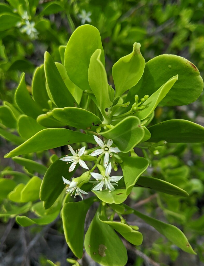 White-flowered black mangrove from Cooktown QLD 4895, Australia on ...