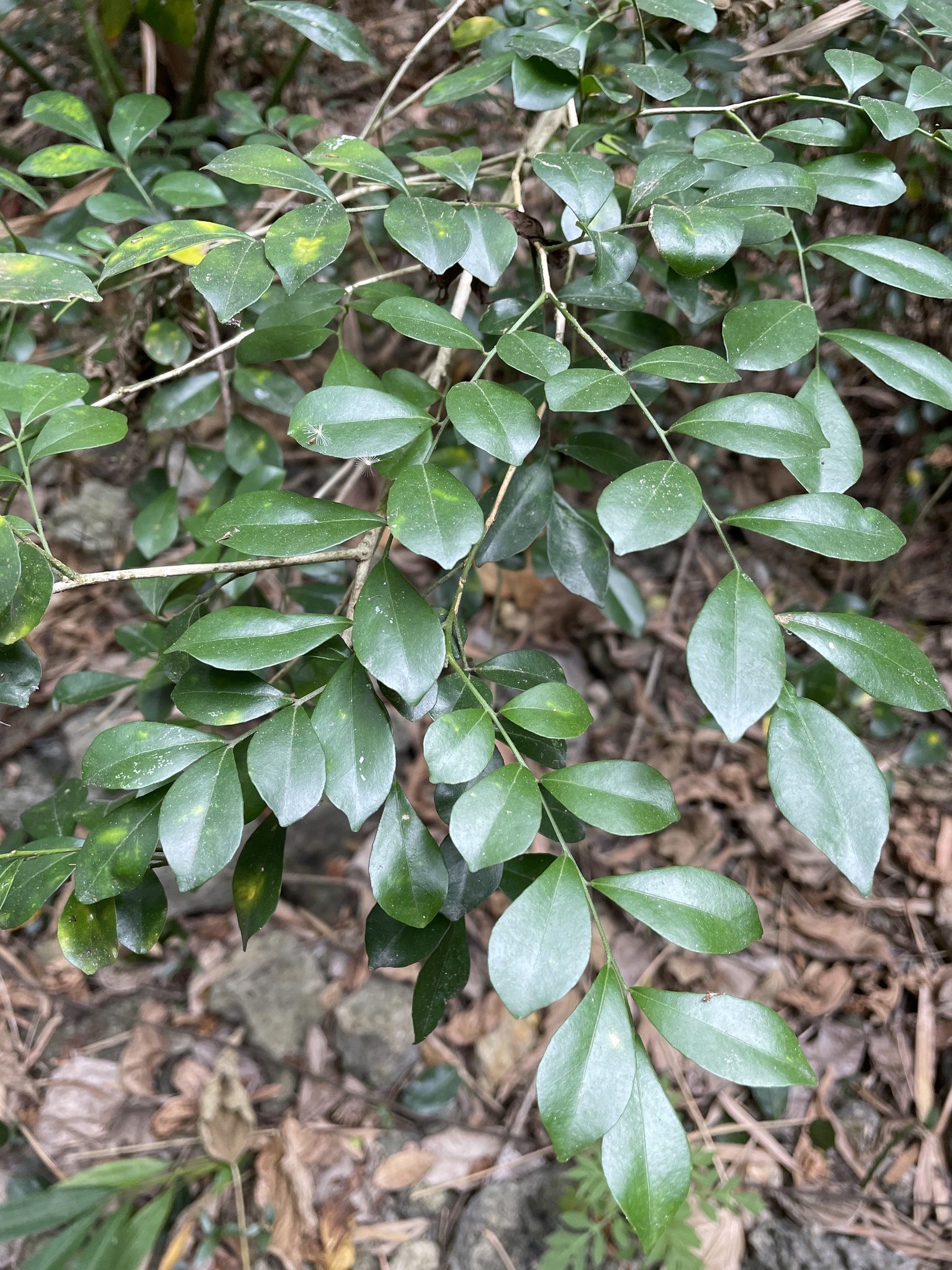 Murraya J.Koenig ex L.