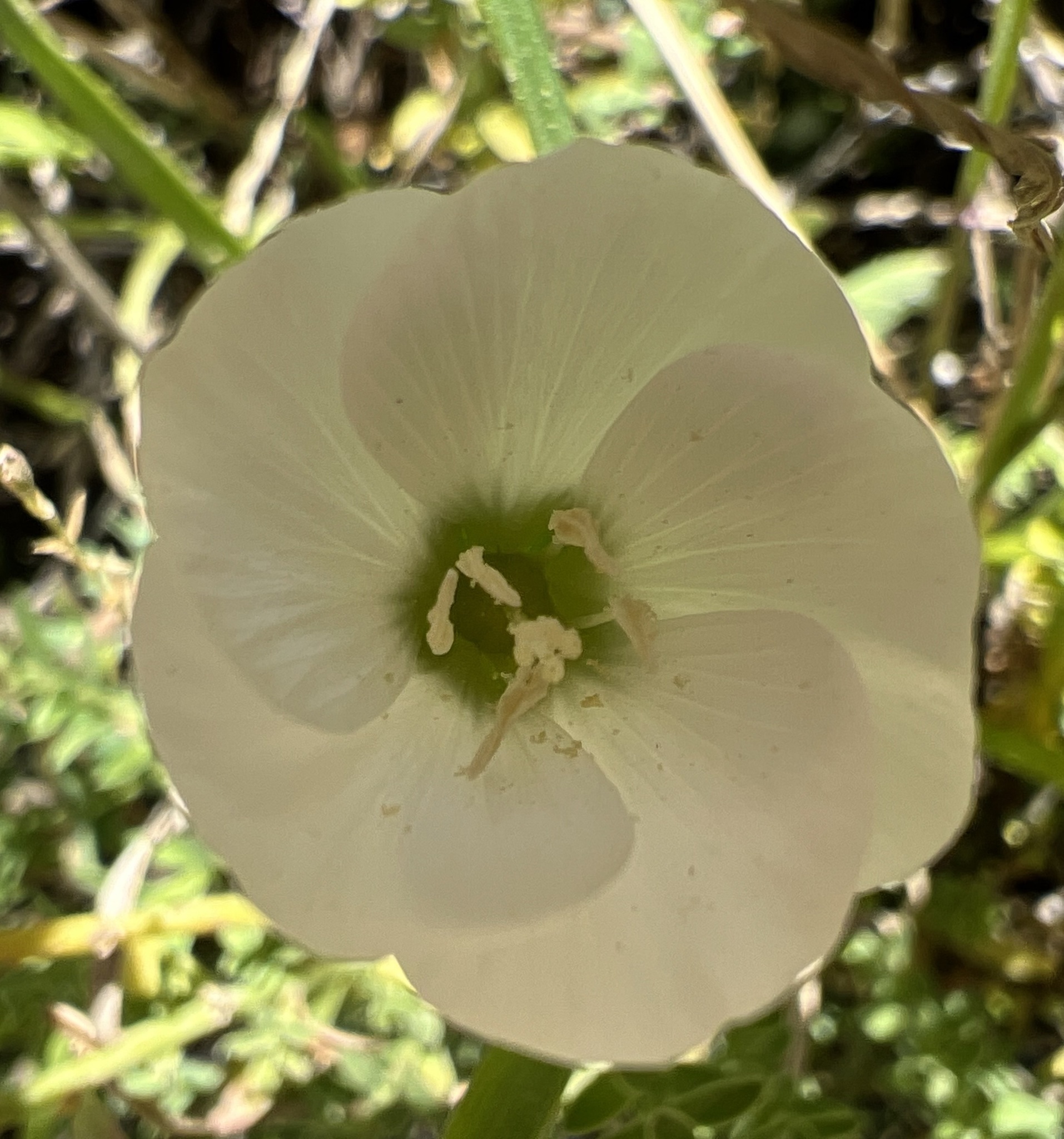 Linum monogynum G.Forst.