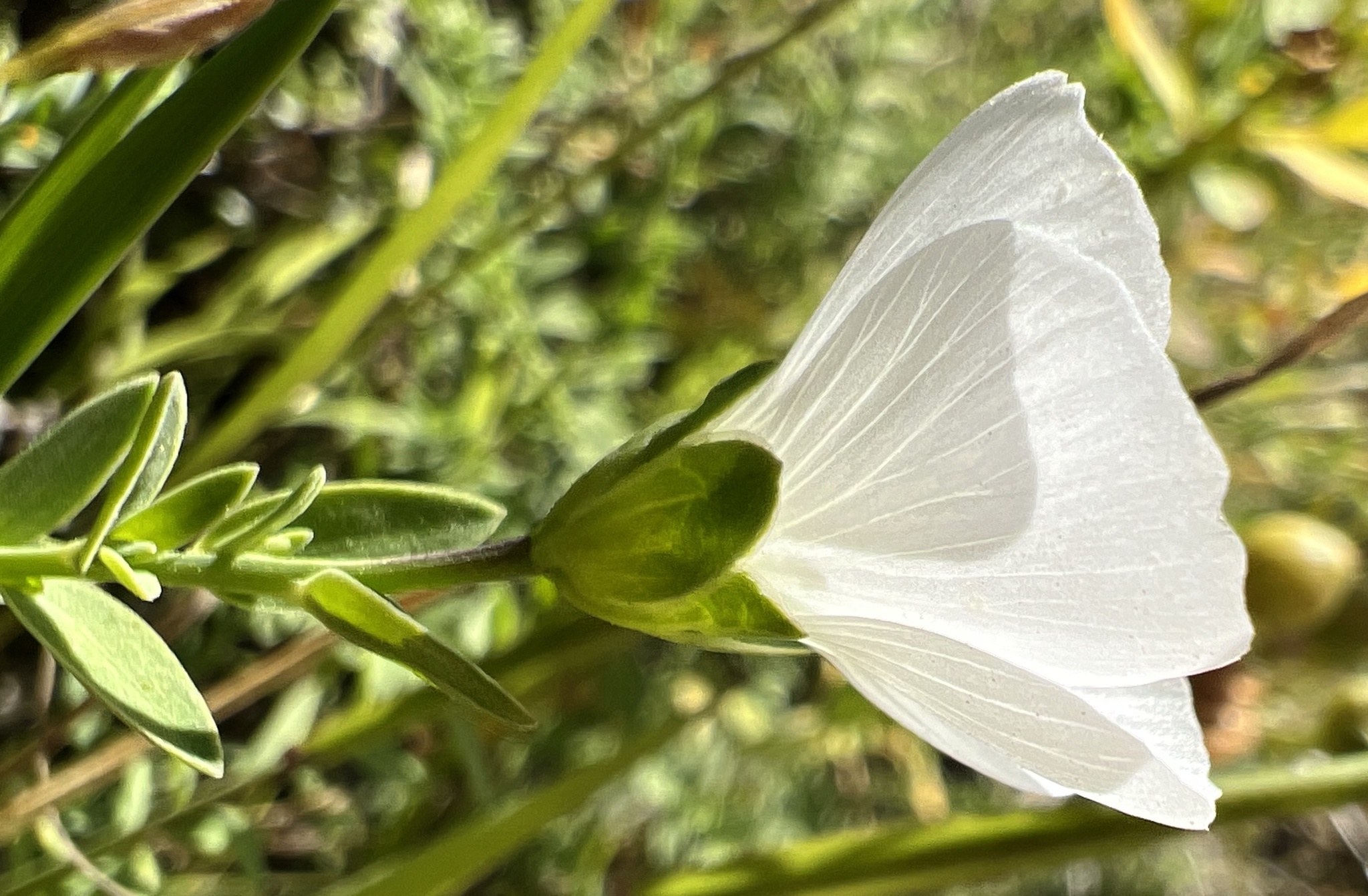 Linum monogynum G.Forst.