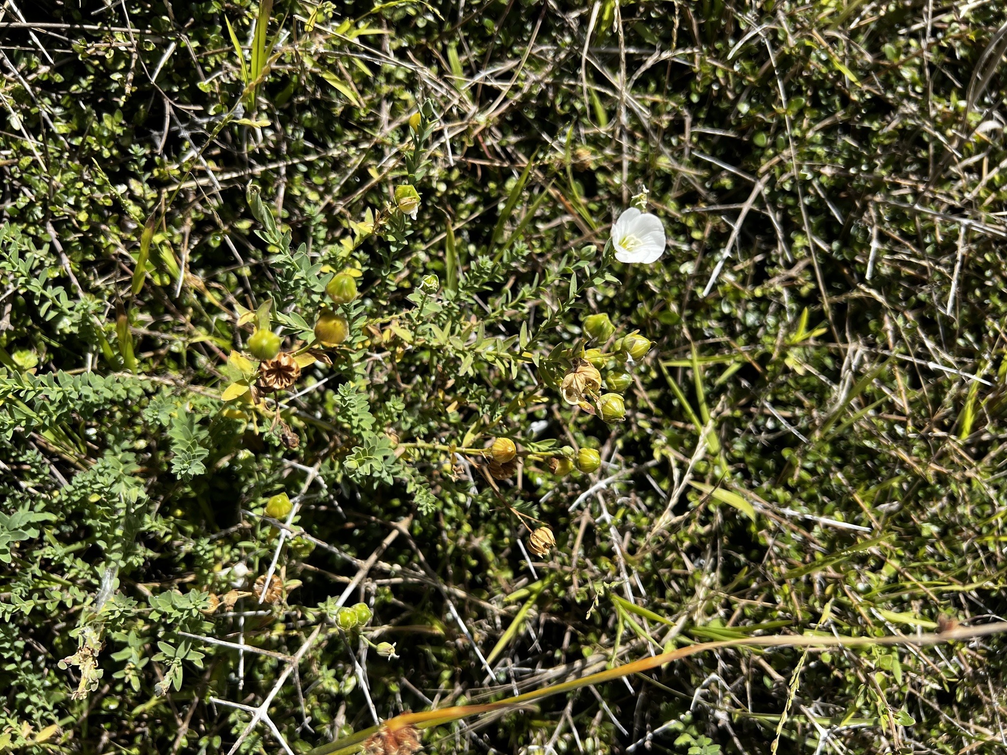 Linum monogynum G.Forst.