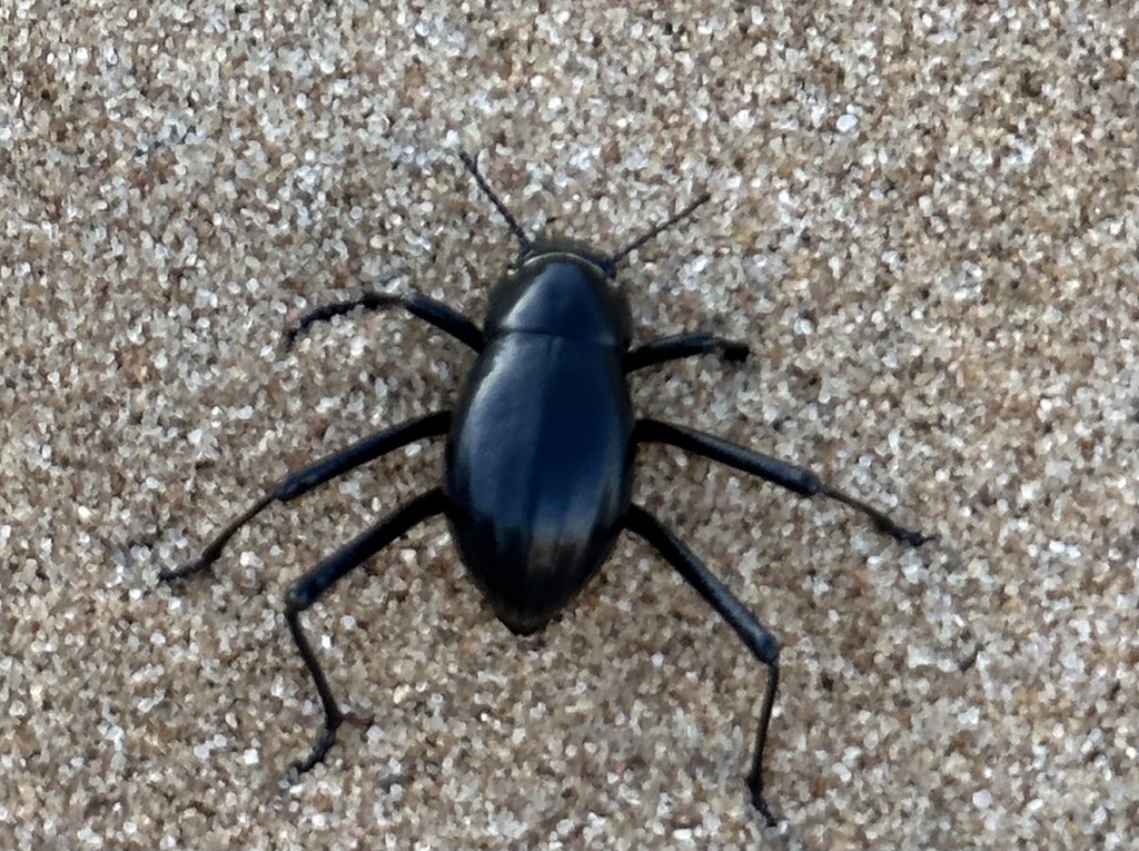 Common Fogcatcher Toktokkie from Dorob National Park, Erongo, NA on ...
