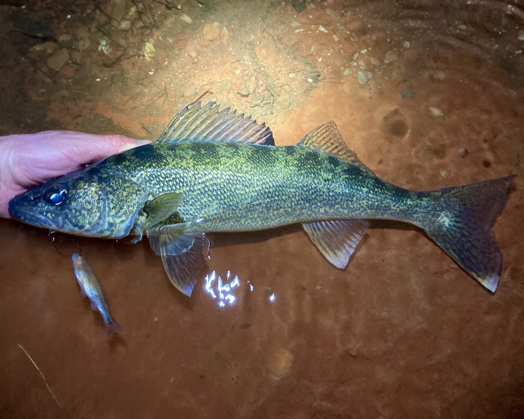 Doré jaune (Poissons d'eau douce du Québec ) · iNaturalist