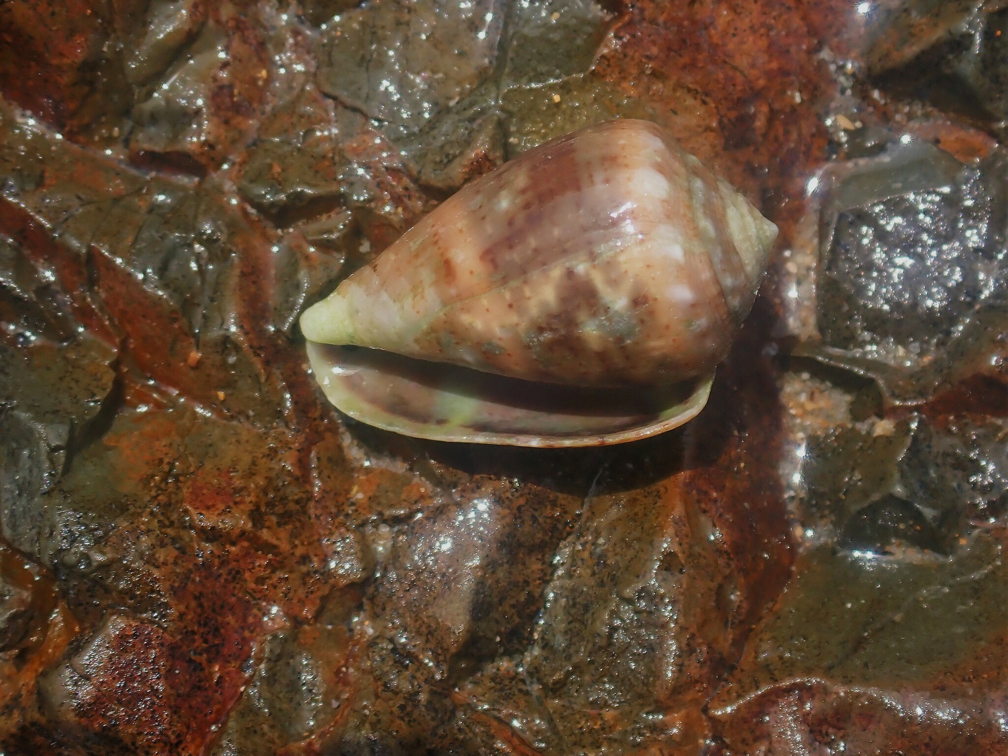 Conus Linnaeus, 1758