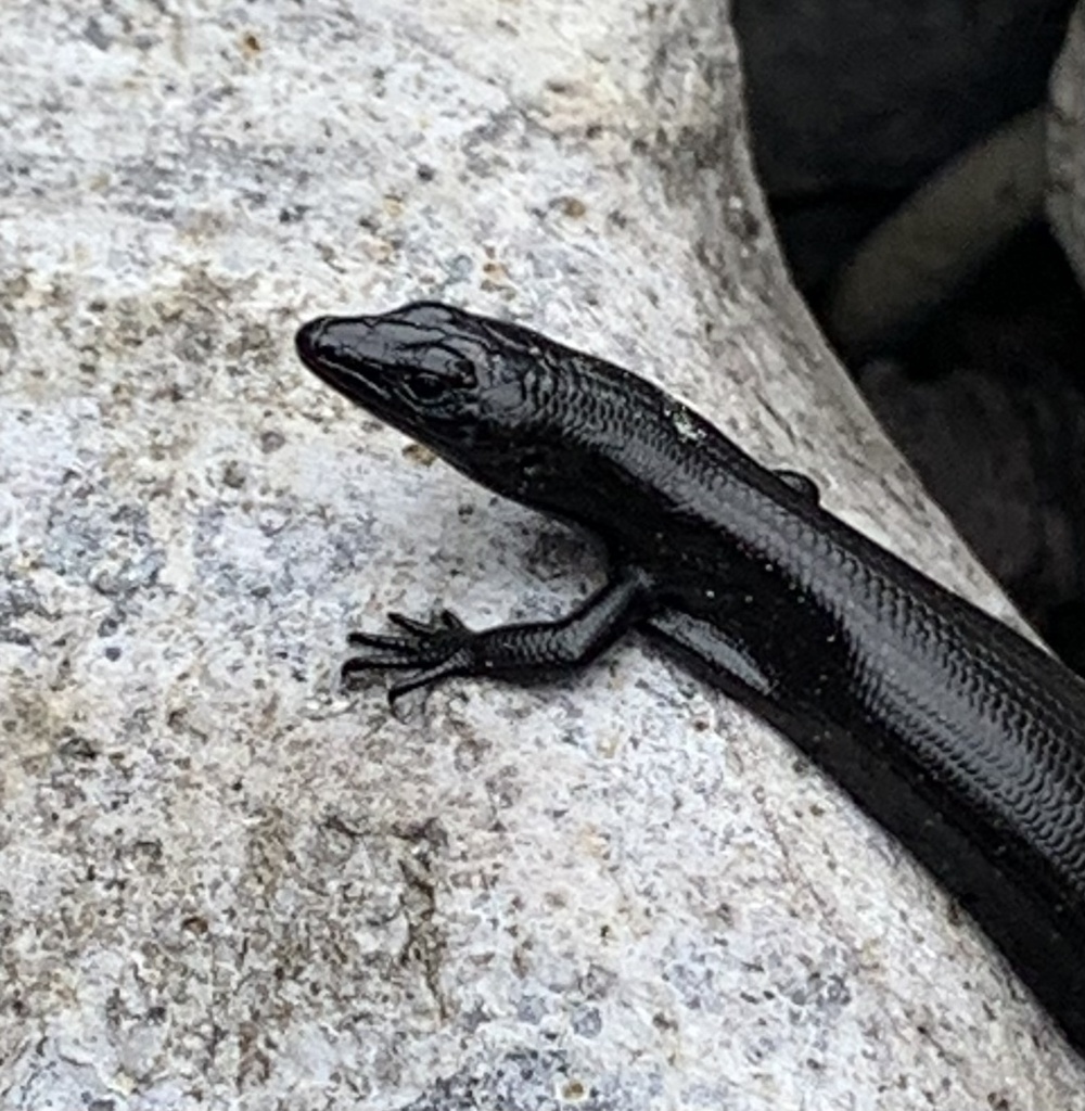 Shore Skink in January 2023 by Jenny Hanwell · iNaturalist