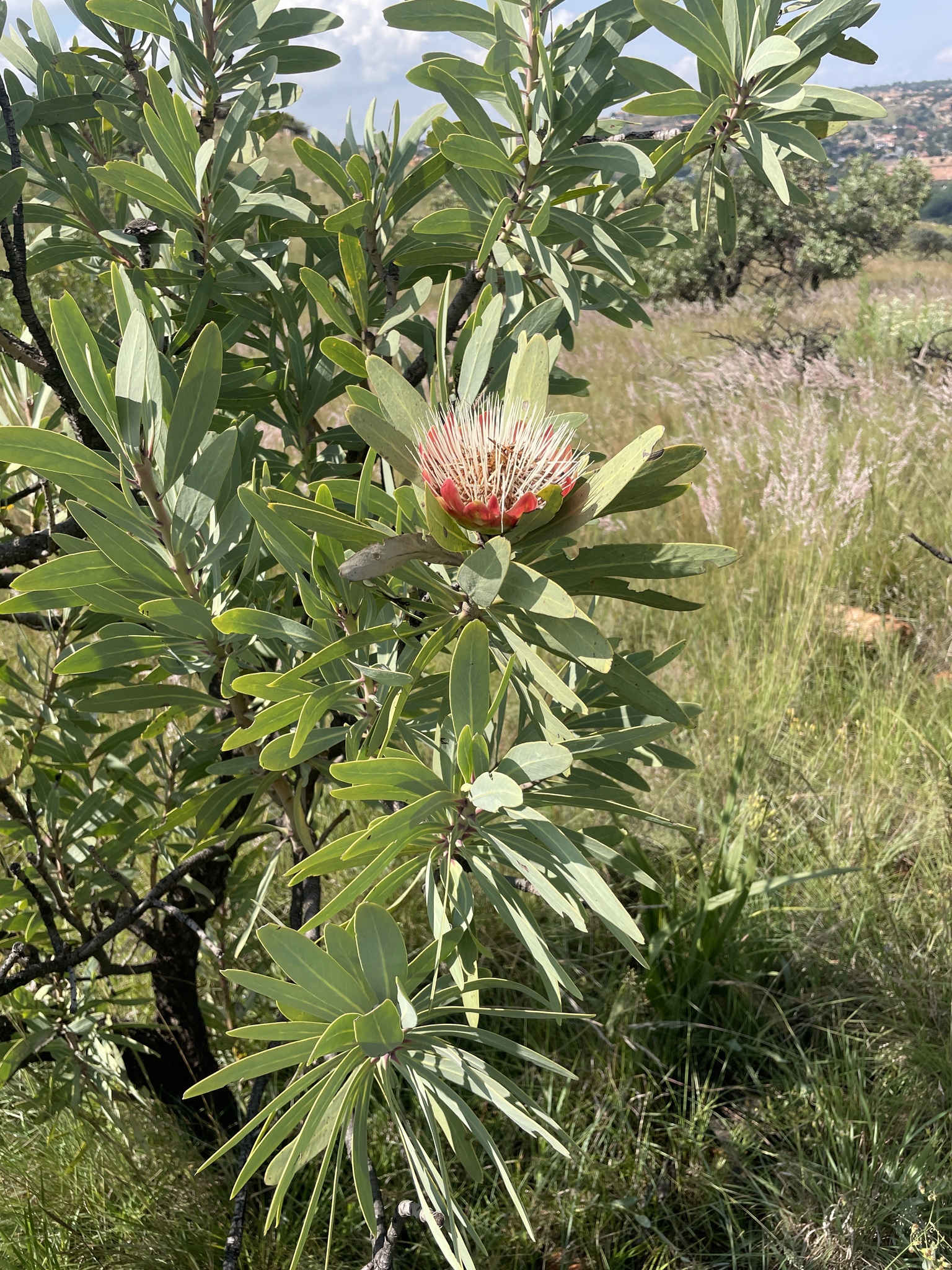 Protea caffra subsp. caffra