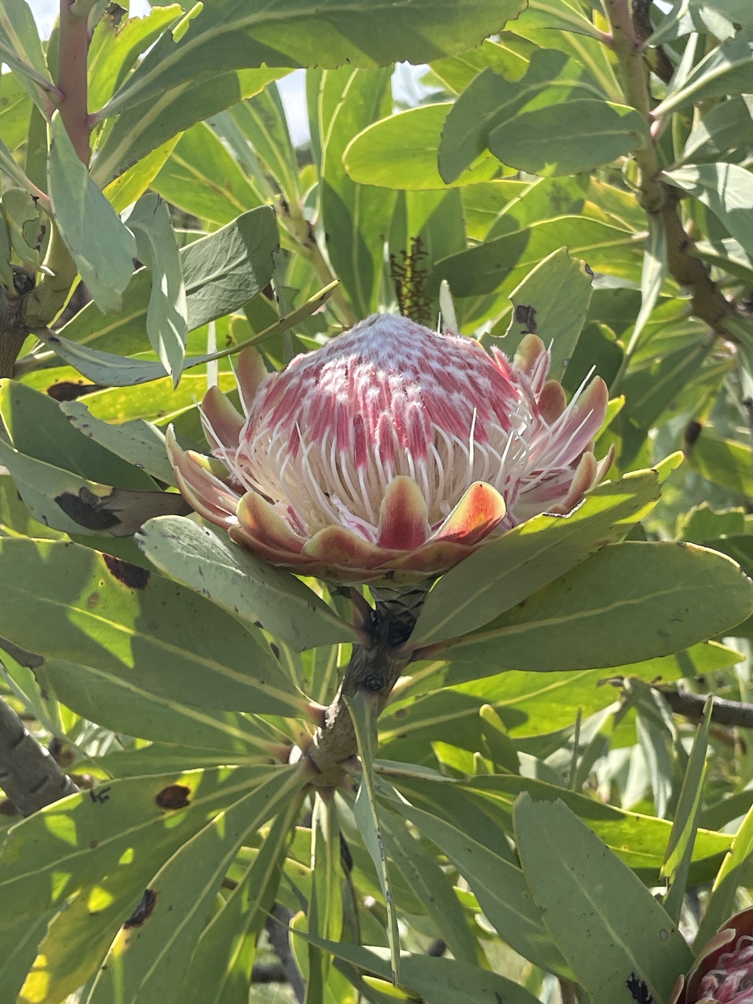 Protea caffra subsp. caffra