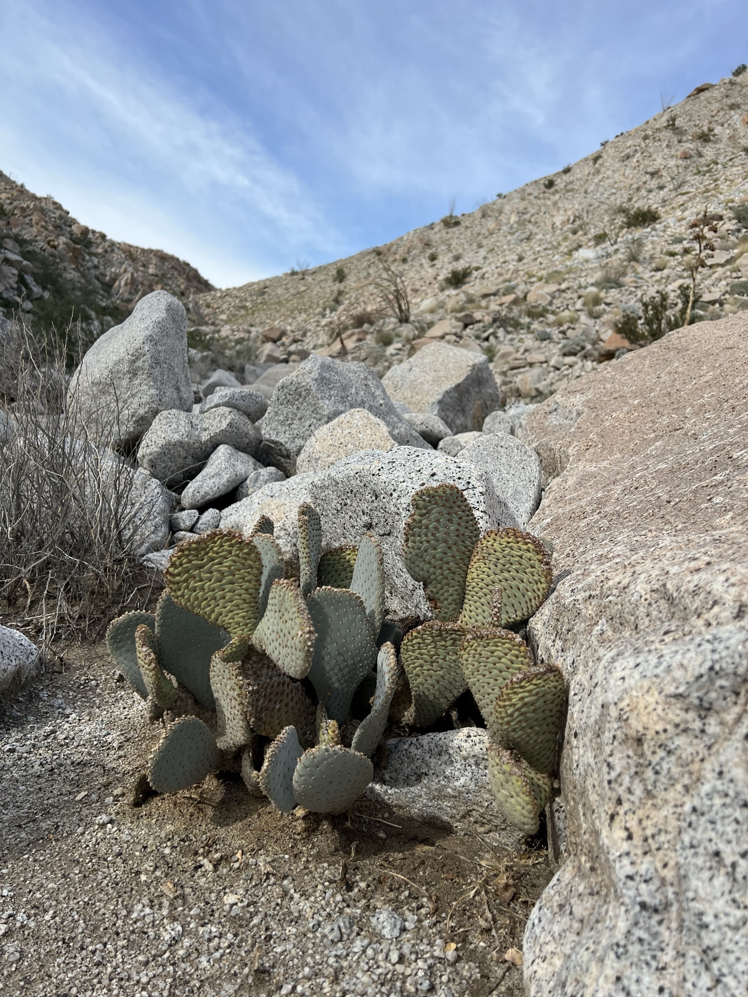 Opuntia basilaris var. basilaris