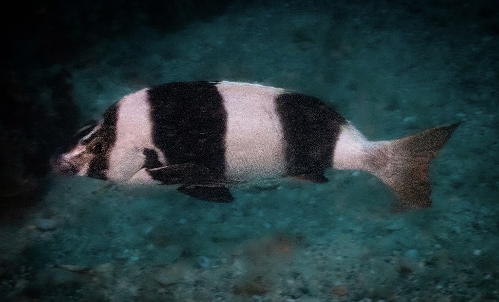 Magpie Perch from South Pacific Ocean, Wellington, NZ on January 01 ...