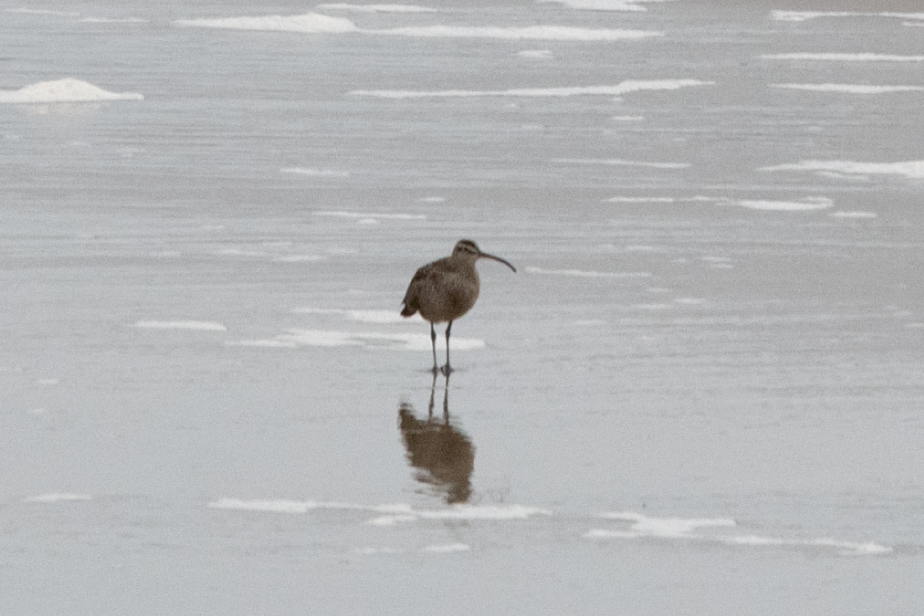 Numenius phaeopus (Linnaeus, 1758)