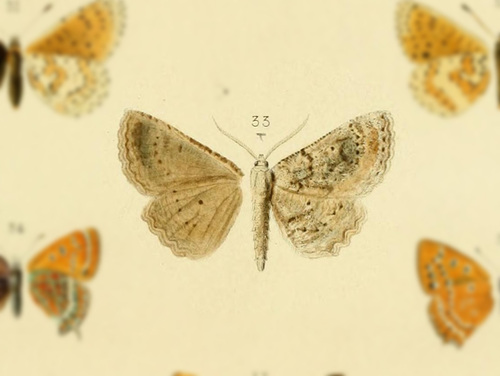 Hirasa lichenea · iNaturalist